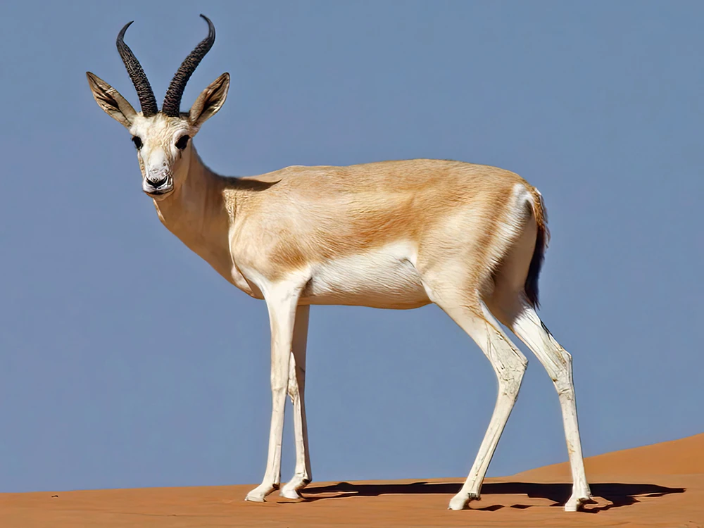 Arabian Sand Gazelle | Maker Scratchpad YouTube Wiki | Fandom