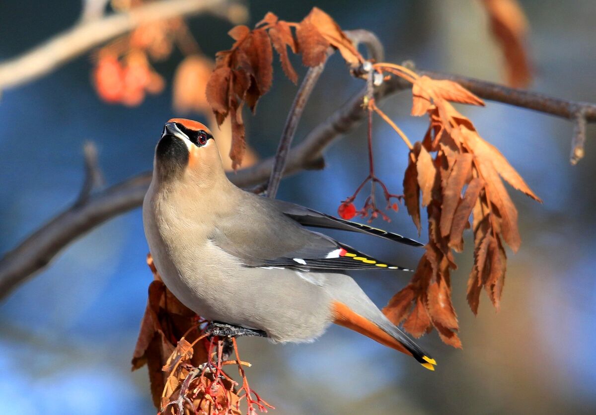 Bohemian Waxwing Maker Scratchpad Youtube Wiki Fandom