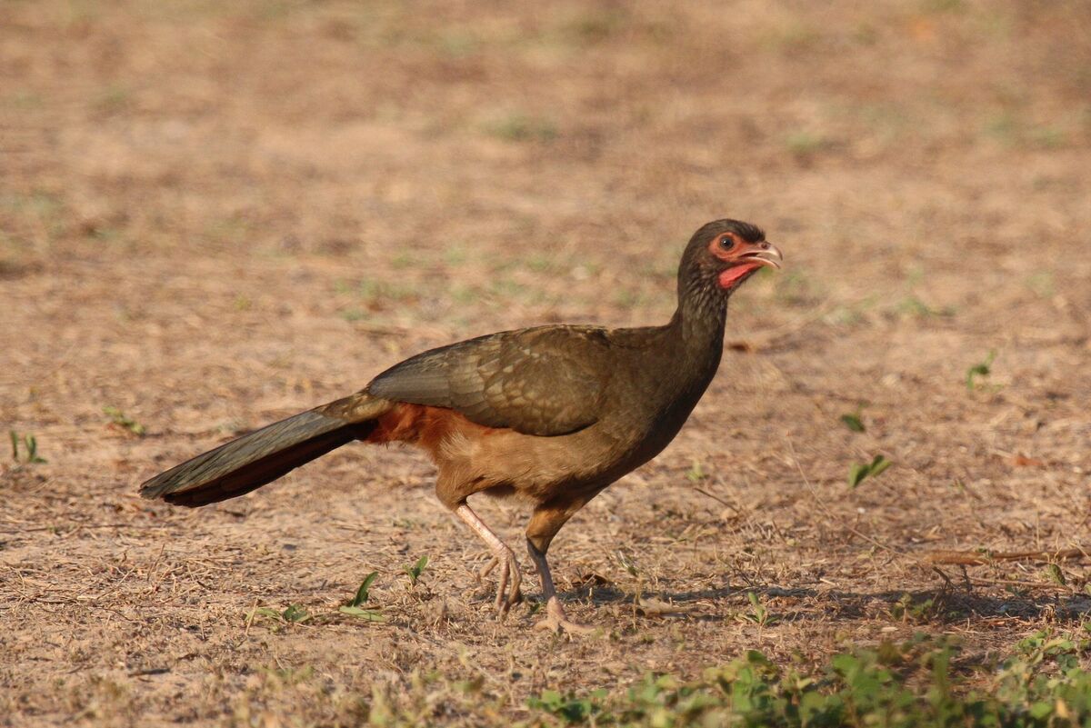 Chaco Chachalaca Maker Scratchpad Youtube Wiki Fandom