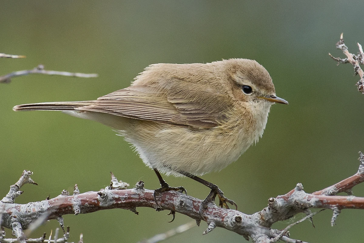 Mountain Chiffchaff | Maker Scratchpad YouTube Wiki | Fandom