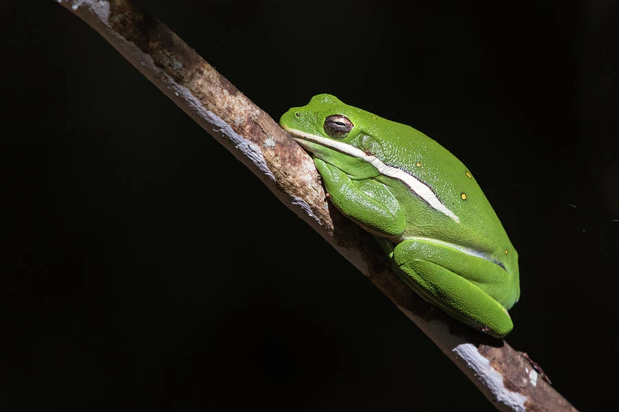 American Green Tree Frog | Maker Scratchpad YouTube Wiki | Fandom