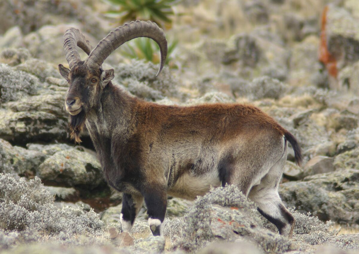Walia Ibex Maker Scratchpad Youtube Wiki Fandom