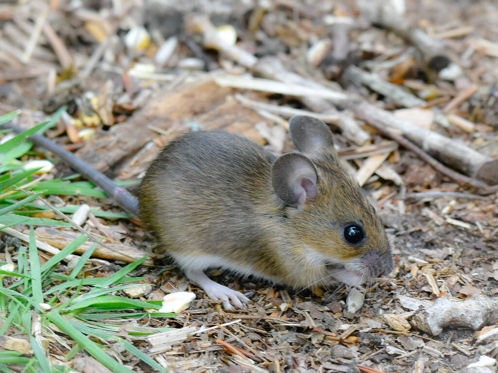 Wood Mouse | Maker Scratchpad YouTube Wiki | Fandom