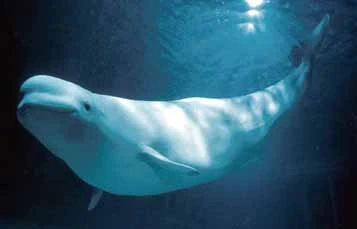 Beluga Whale | Maker Scratchpad YouTube Wiki | Fandom
