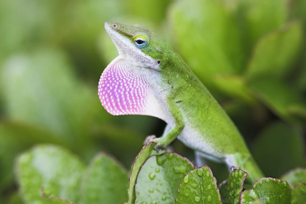 Carolina Anole | Maker Scratchpad YouTube Wiki | Fandom