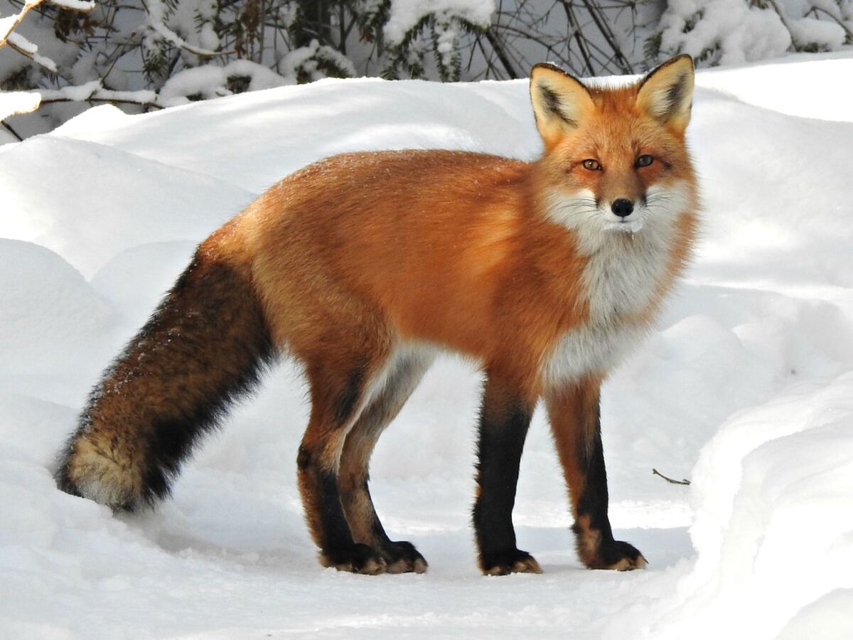European Red Fox Maker Scratchpad Youtube Wiki Fandom