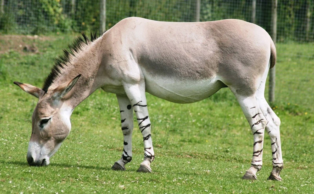 Somali Wild Ass | Maker Scratchpad YouTube Wiki | Fandom