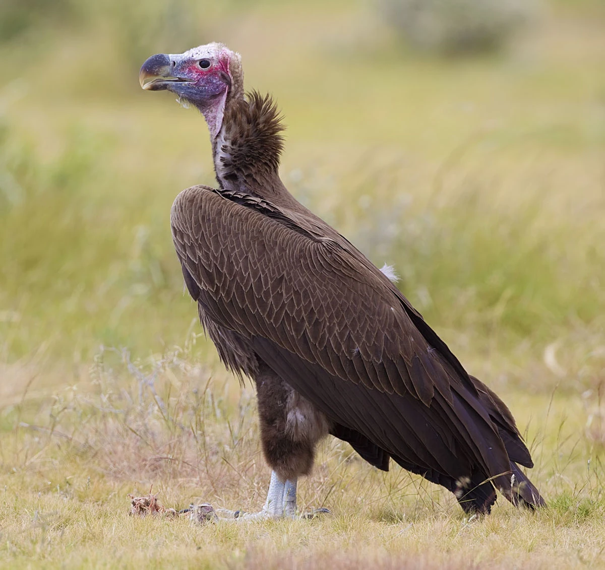 Lappet-Faced Vulture | Maker Scratchpad YouTube Wiki | Fandom