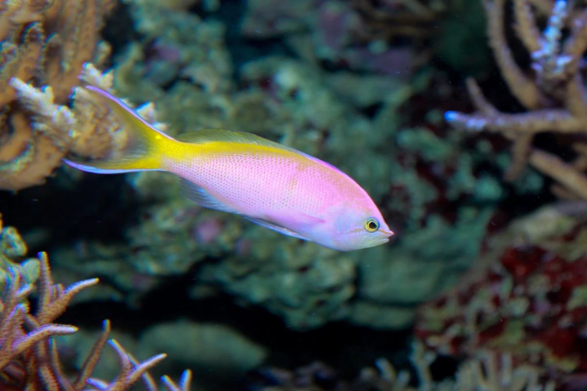 Bartlett's Anthias | Maker Scratchpad YouTube Wiki | Fandom