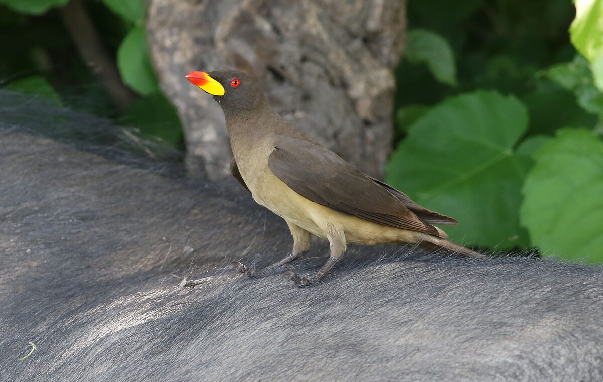 Yellow Billed Oxpecker Maker Scratchpad Youtube Wiki Fandom