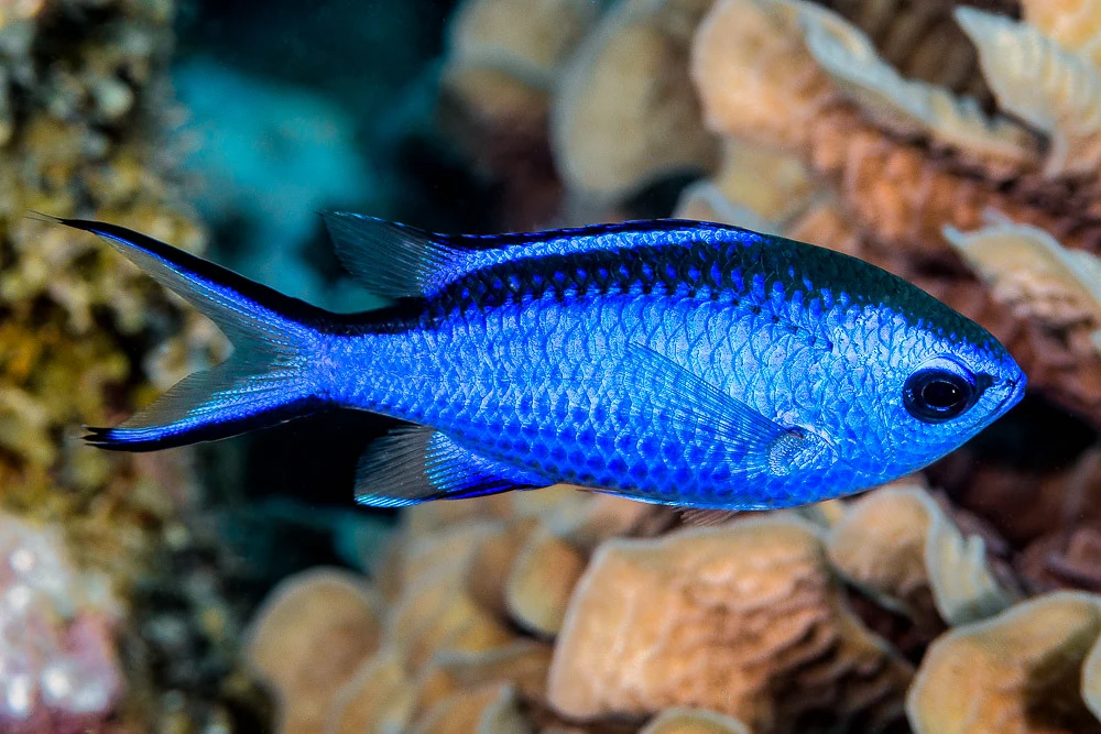 Blue Chromis | Maker Scratchpad YouTube Wiki | Fandom