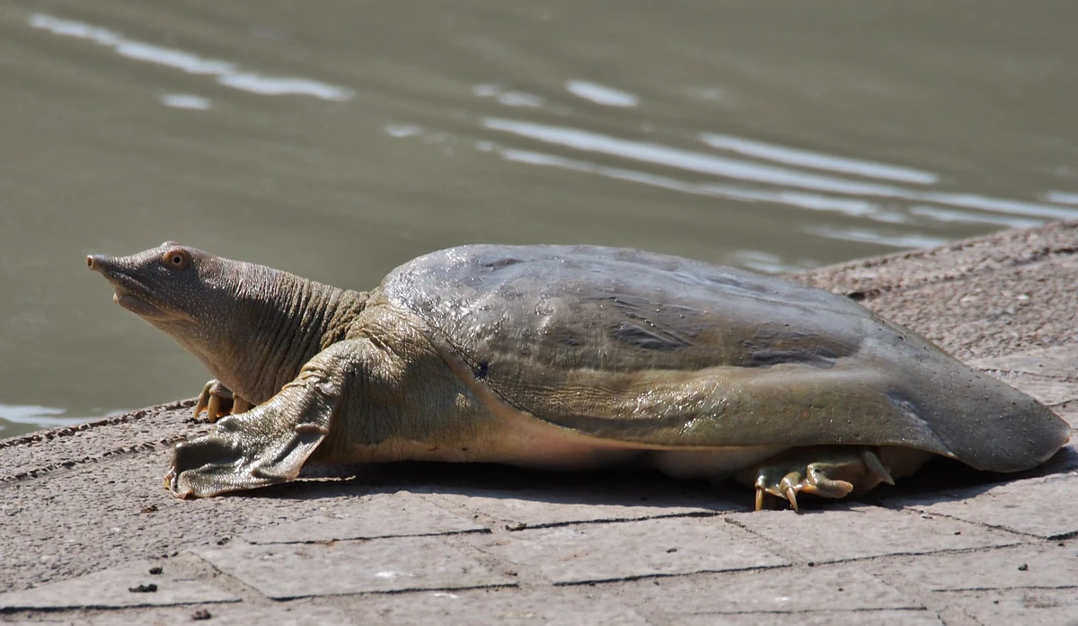 Chinese Softshell Turtle | Maker Scratchpad YouTube Wiki | Fandom