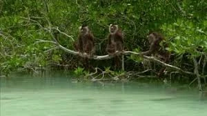 Apidium | Maker Scratchpad YouTube Wiki | Fandom