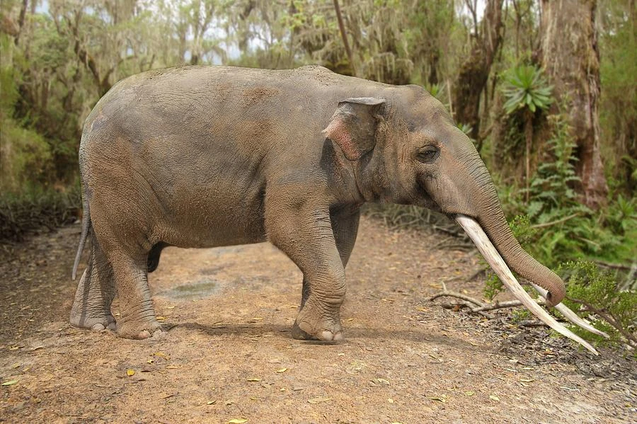 Cuvieronius | Maker Scratchpad YouTube Wiki | Fandom