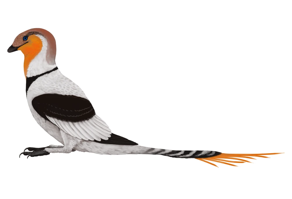 Jixiangornis | Maker Scratchpad YouTube Wiki | Fandom