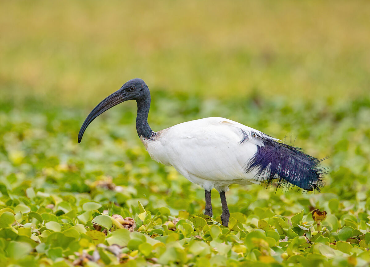 African Sacred Ibis Maker Scratchpad Youtube Wiki Fandom