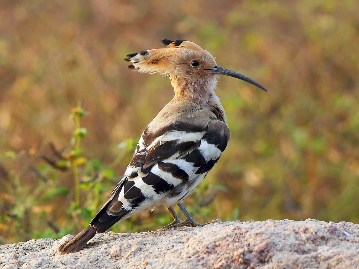 Hoopoe | Maker Scratchpad YouTube Wiki | Fandom