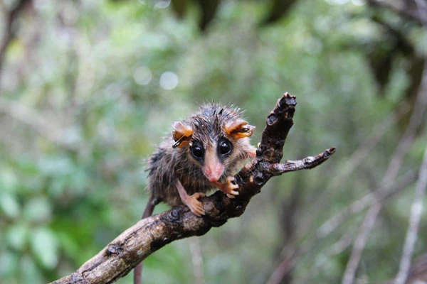 Brazilian Arboreal Mouse | Maker Scratchpad YouTube Wiki | Fandom