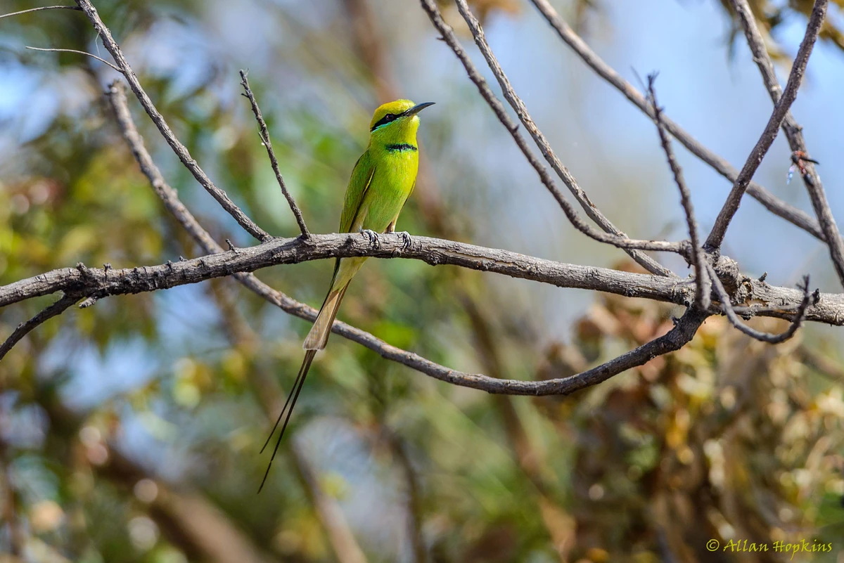 African Green Bee-Eater | Maker Scratchpad YouTube Wiki | Fandom