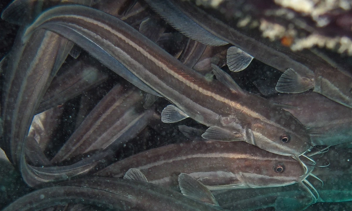 Striped Eel Catfish | Maker Scratchpad YouTube Wiki | Fandom