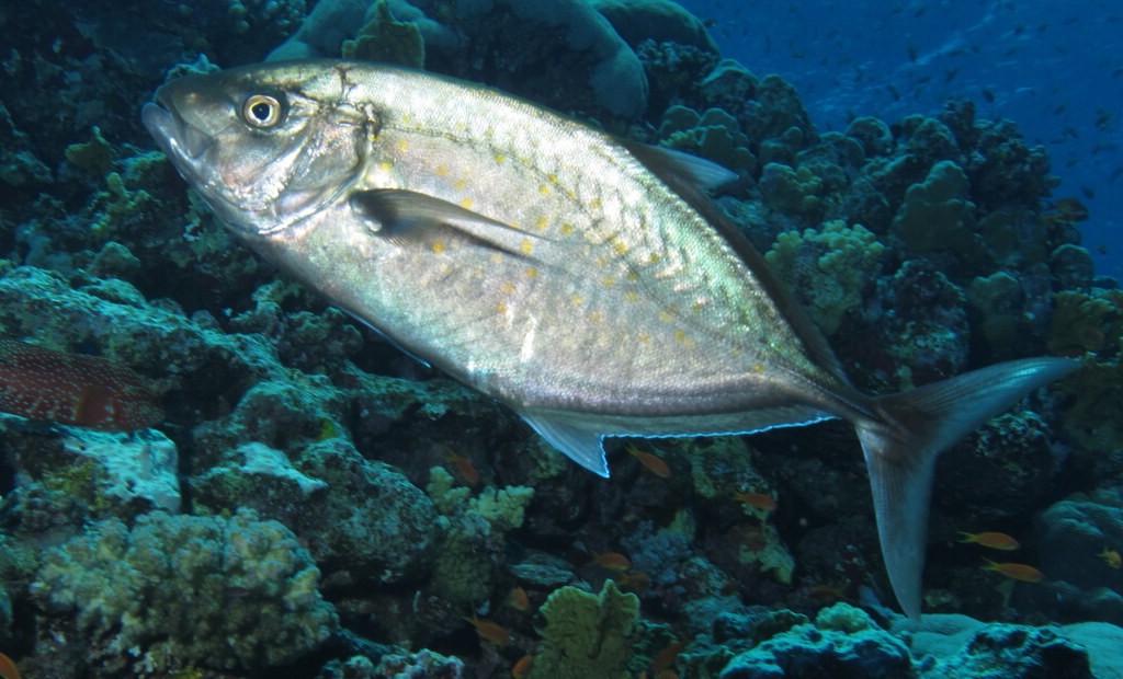 Orange Spotted Trevally Maker Scratchpad Youtube Wiki Fandom