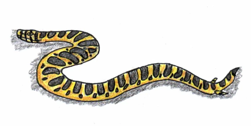 Pachyrhachis | Maker Scratchpad YouTube Wiki | Fandom