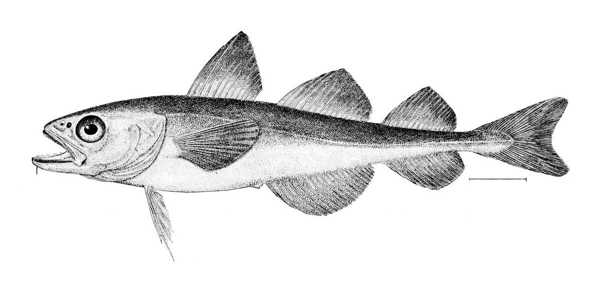 Arctic Cod Maker Scratchpad Youtube Wiki Fandom
