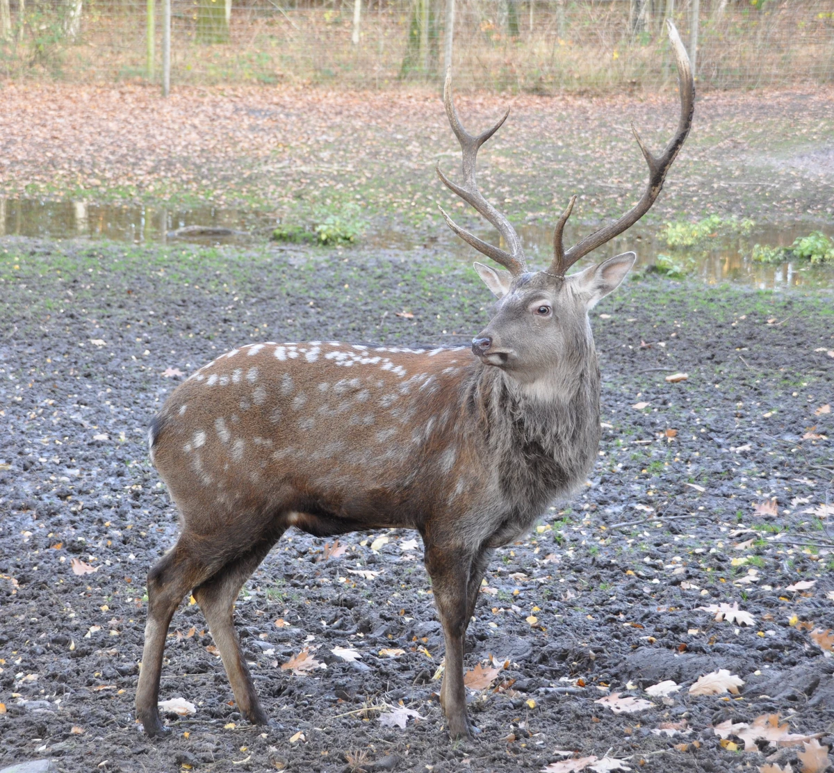Sika Deer | Maker Scratchpad YouTube Wiki | Fandom