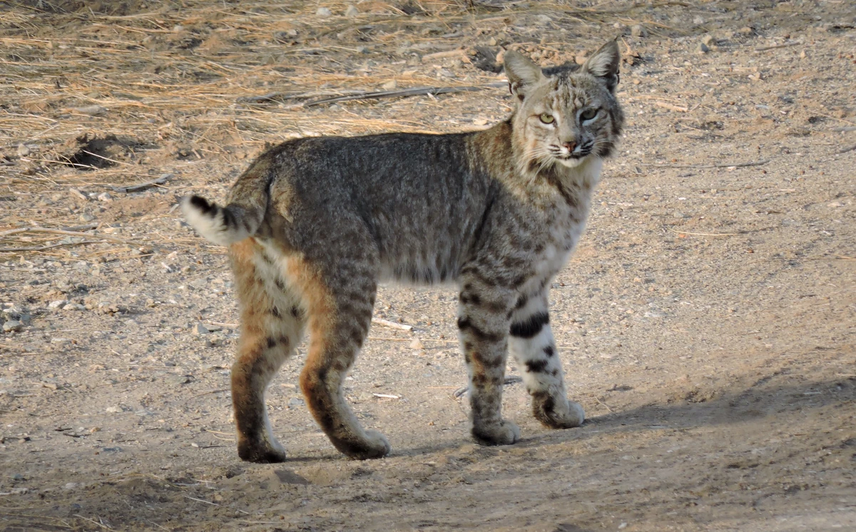 Southwestern Bobcat | Maker Scratchpad YouTube Wiki | Fandom