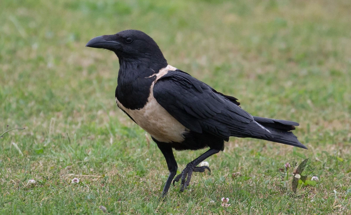 Pied Crow | Maker Scratchpad YouTube Wiki | Fandom