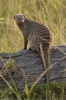 Banded Mongoose | Maker Scratchpad YouTube Wiki | Fandom