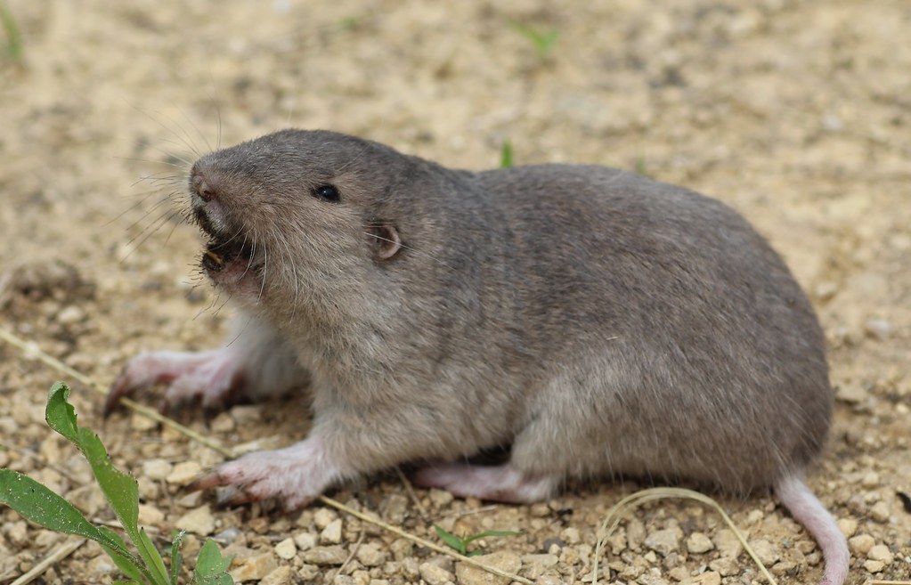 Plains Pocket Gopher Maker Scratchpad Youtube Wiki Fandom