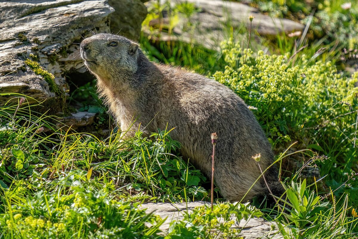 Alpine Marmot Maker Scratchpad Youtube Wiki Fandom