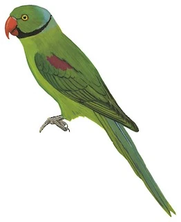 Seychelles Parakeet | Maker Scratchpad YouTube Wiki | Fandom