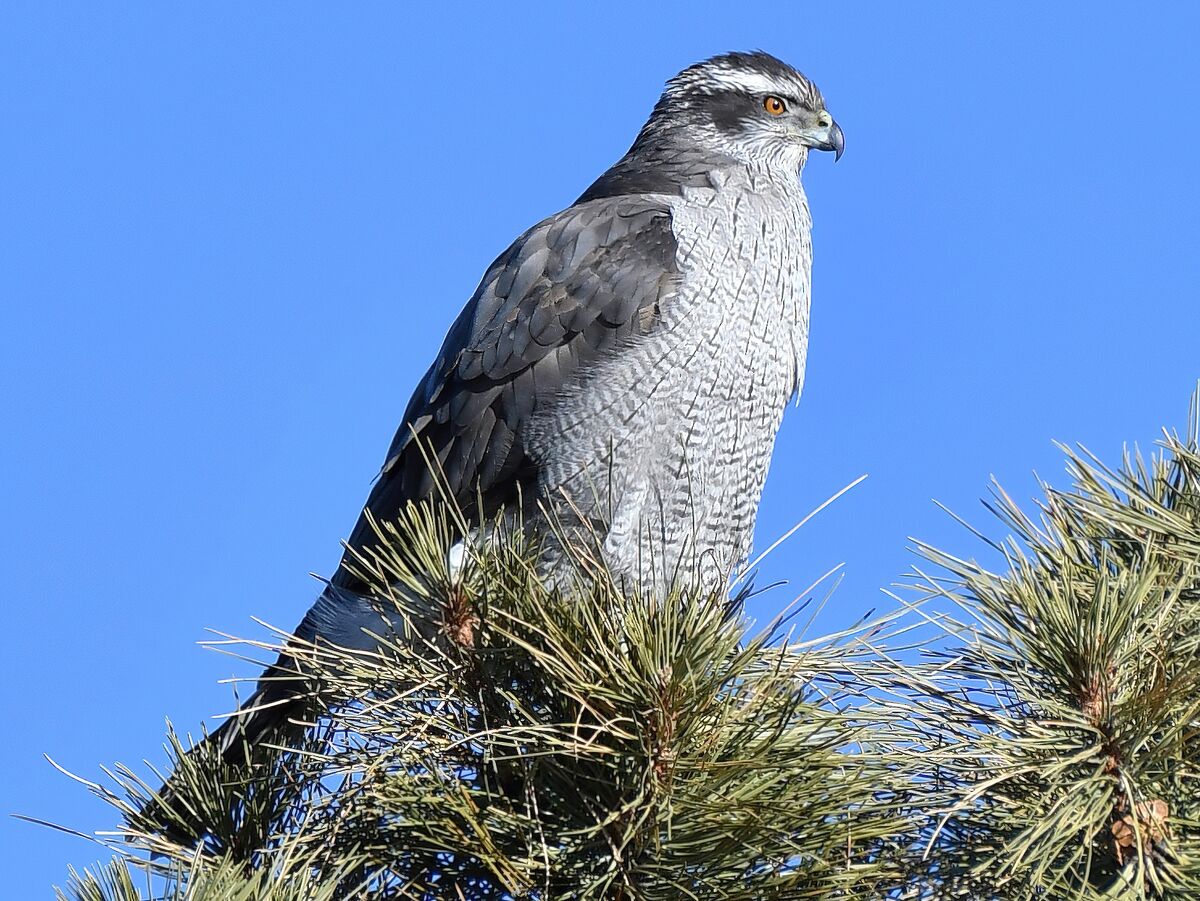 American Goshawk Maker Scratchpad Youtube Wiki Fandom