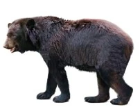 Etruscan Bear | Maker Scratchpad YouTube Wiki | Fandom