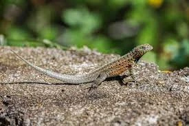 Galápagos Lava Lizard | Maker Scratchpad YouTube Wiki | Fandom