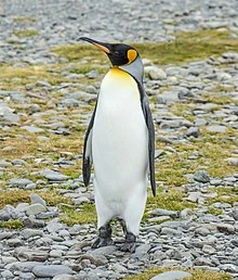 King Penguin | Maker Scratchpad YouTube Wiki | Fandom