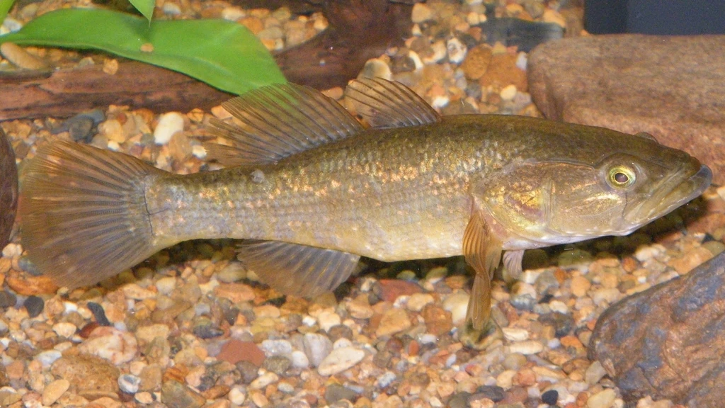 Chinese Sleeper | Maker Scratchpad YouTube Wiki | Fandom