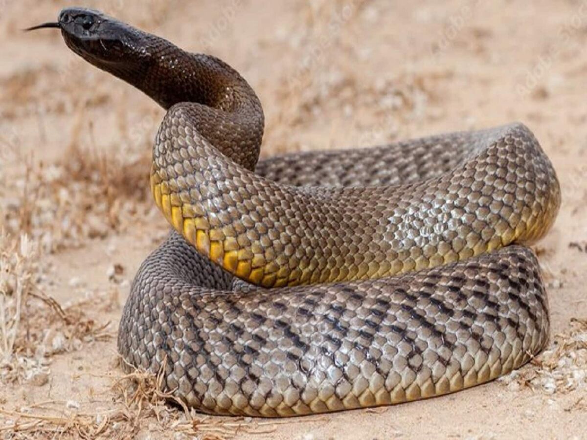 Inland Taipan Maker Scratchpad Youtube Wiki Fandom