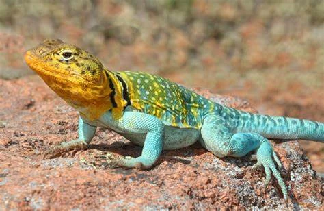 Common Collared Lizard | Maker Scratchpad YouTube Wiki | Fandom