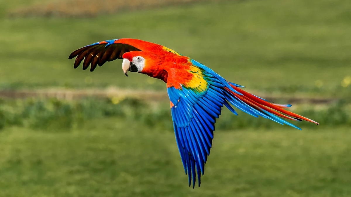 Crested Macaw | Maker Scratchpad YouTube Wiki | Fandom