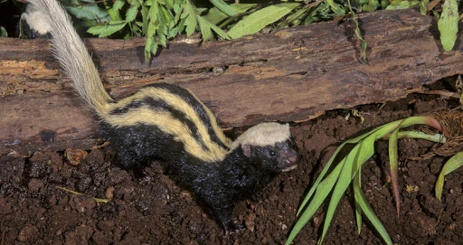 African Striped Weasel | Maker Scratchpad YouTube Wiki | Fandom
