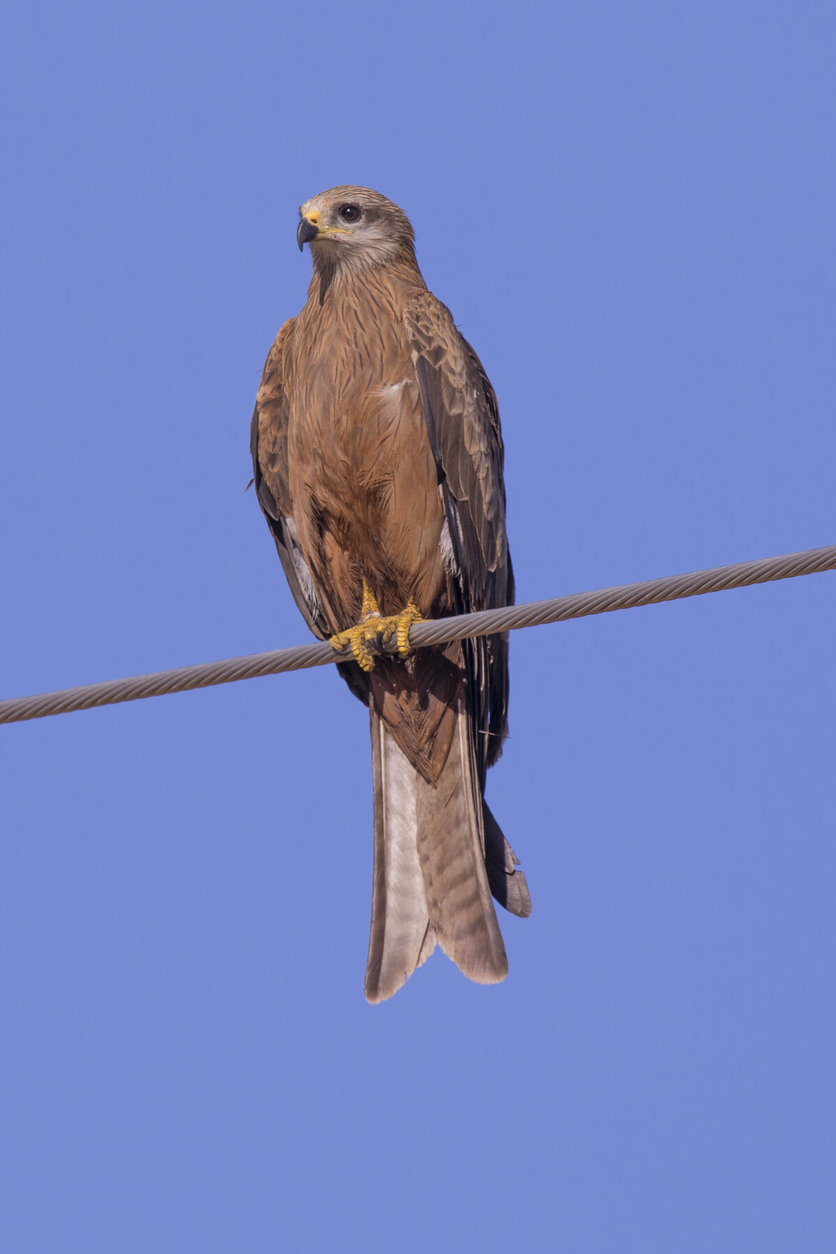 Black Kite Maker Scratchpad Youtube Wiki Fandom