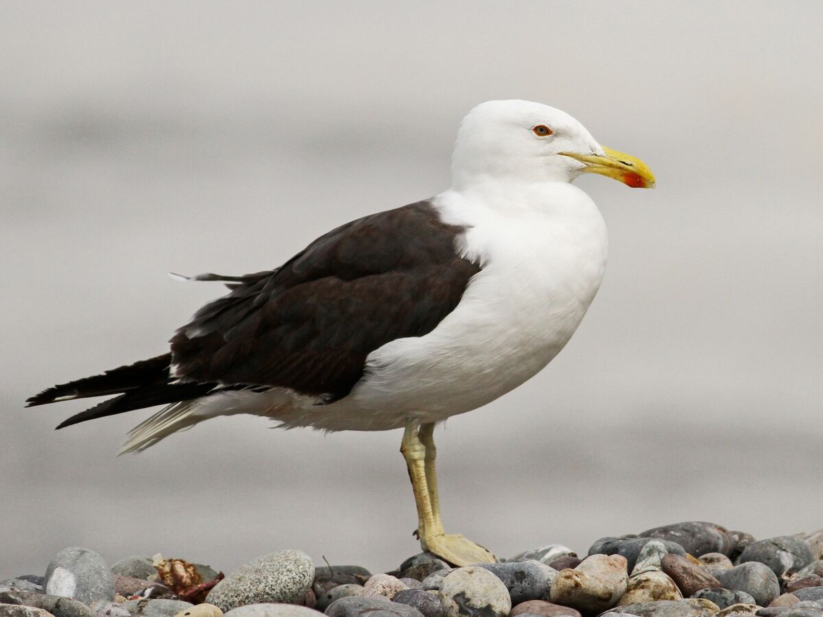 Kelp Gull Maker Scratchpad Youtube Wiki Fandom