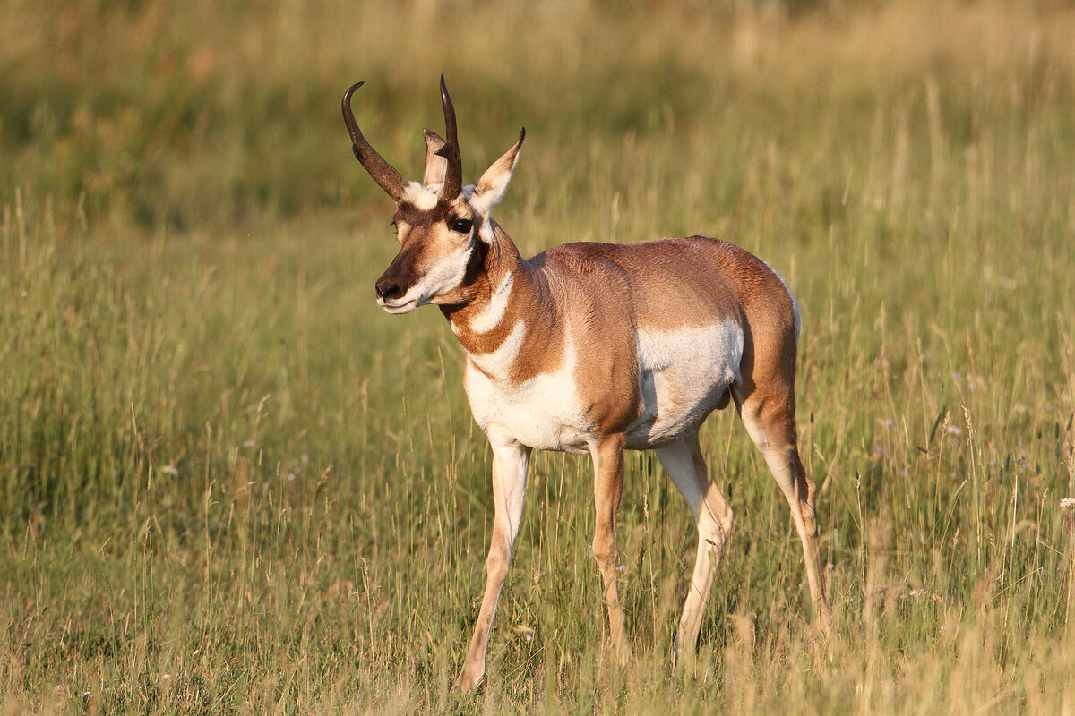 Plains Pronghorn Maker Scratchpad Youtube Wiki Fandom