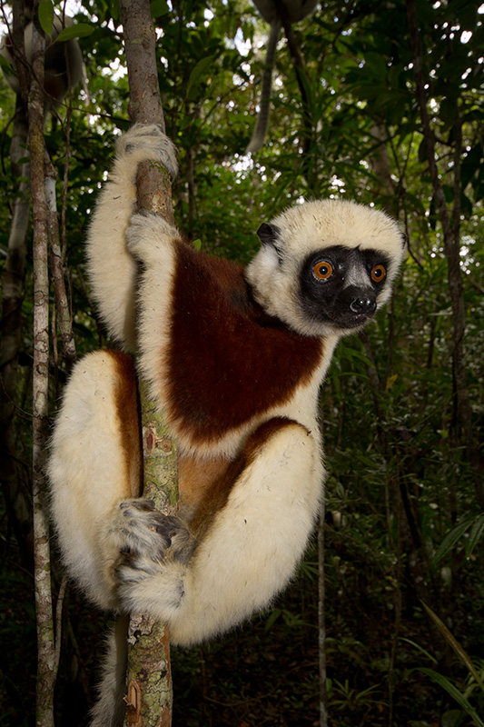 Coquerels Sifaka Maker Scratchpad Youtube Wiki Fandom