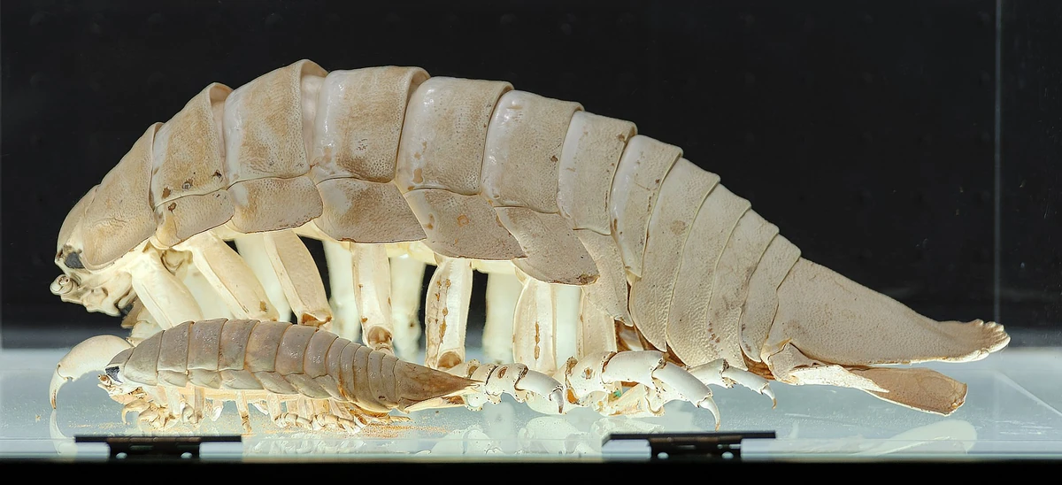 Giant Isopod | Maker Scratchpad YouTube Wiki | Fandom