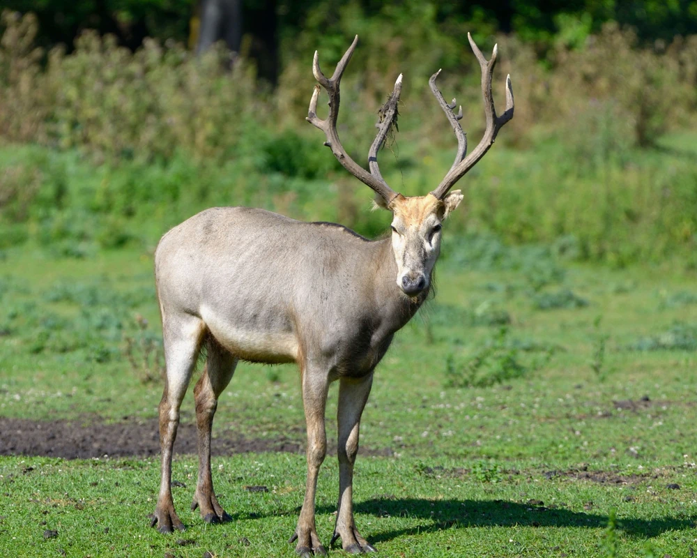 Père David’s Deer | Maker Scratchpad YouTube Wiki | Fandom