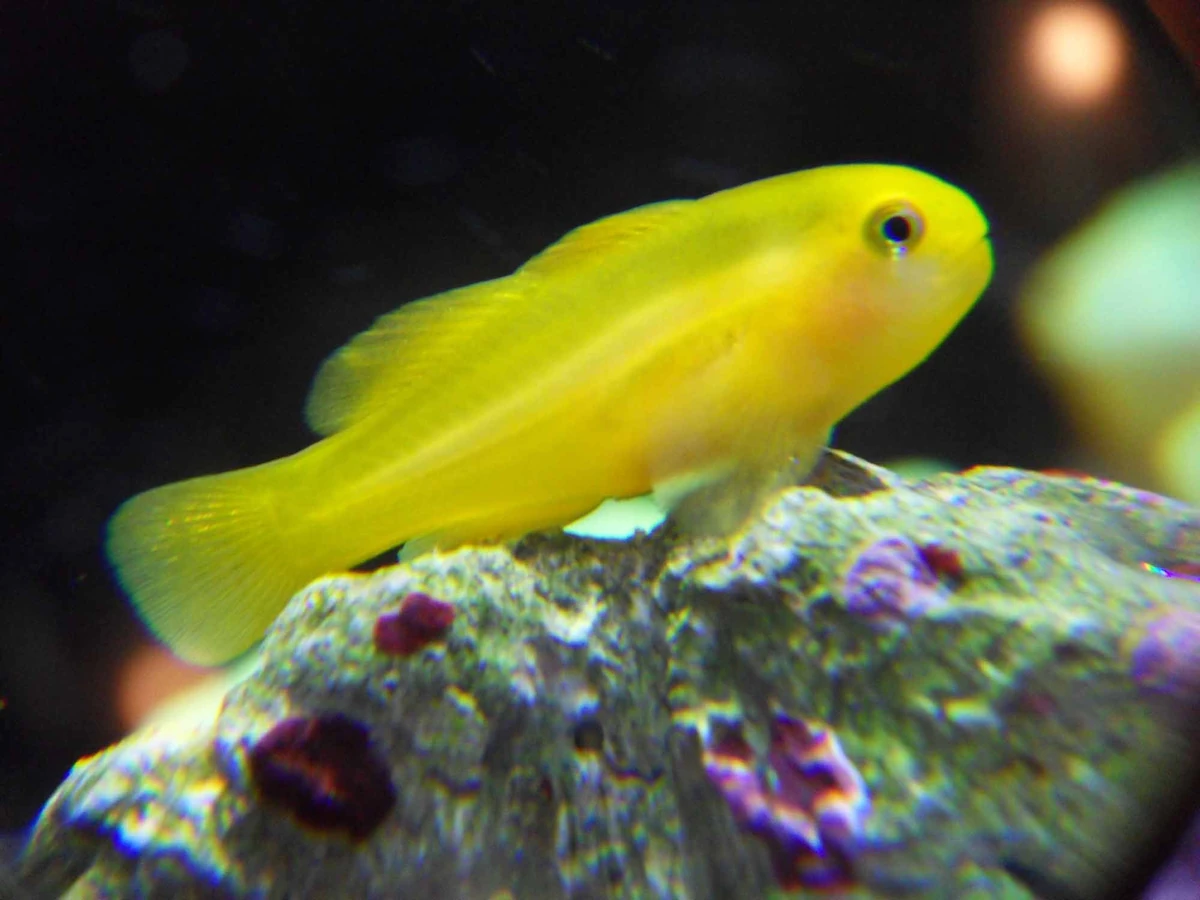 Yellow Clown Goby | Maker Scratchpad YouTube Wiki | Fandom